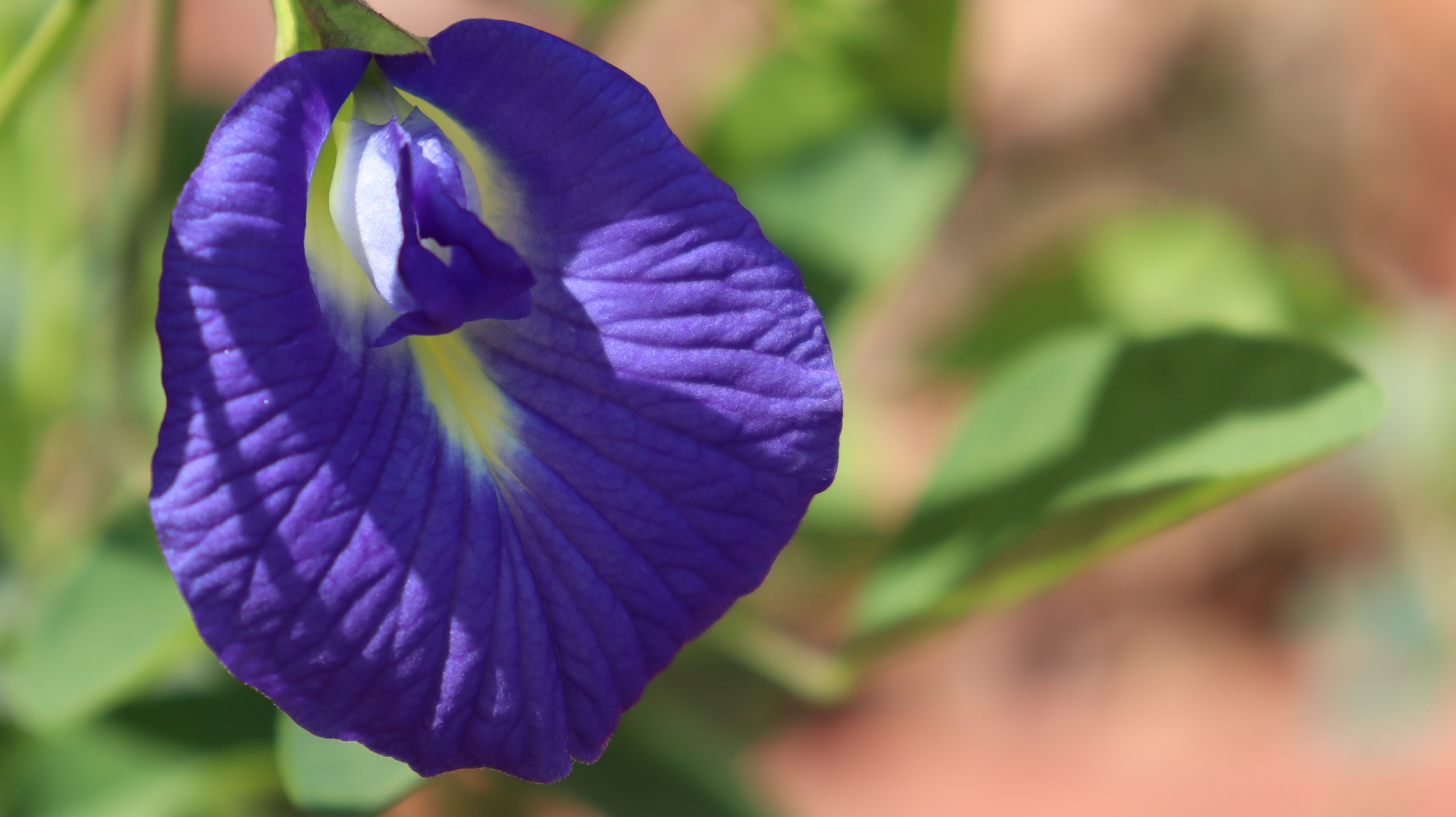 Flor Fada Azul Oficial | imagens